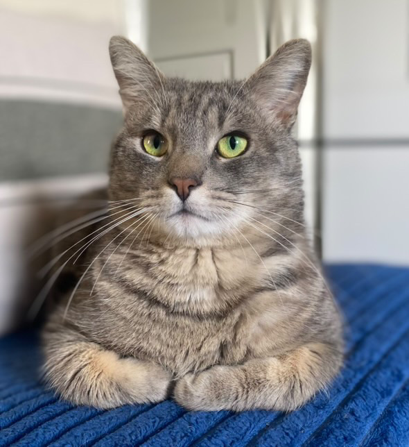 Sponsor a Cat – Cassie's Cats
