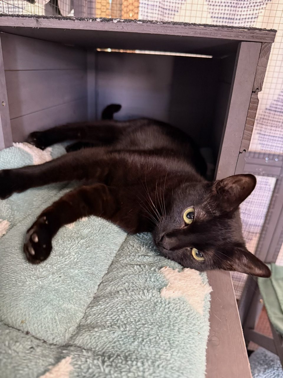 Sponsor a Cat – Cassie's Cats