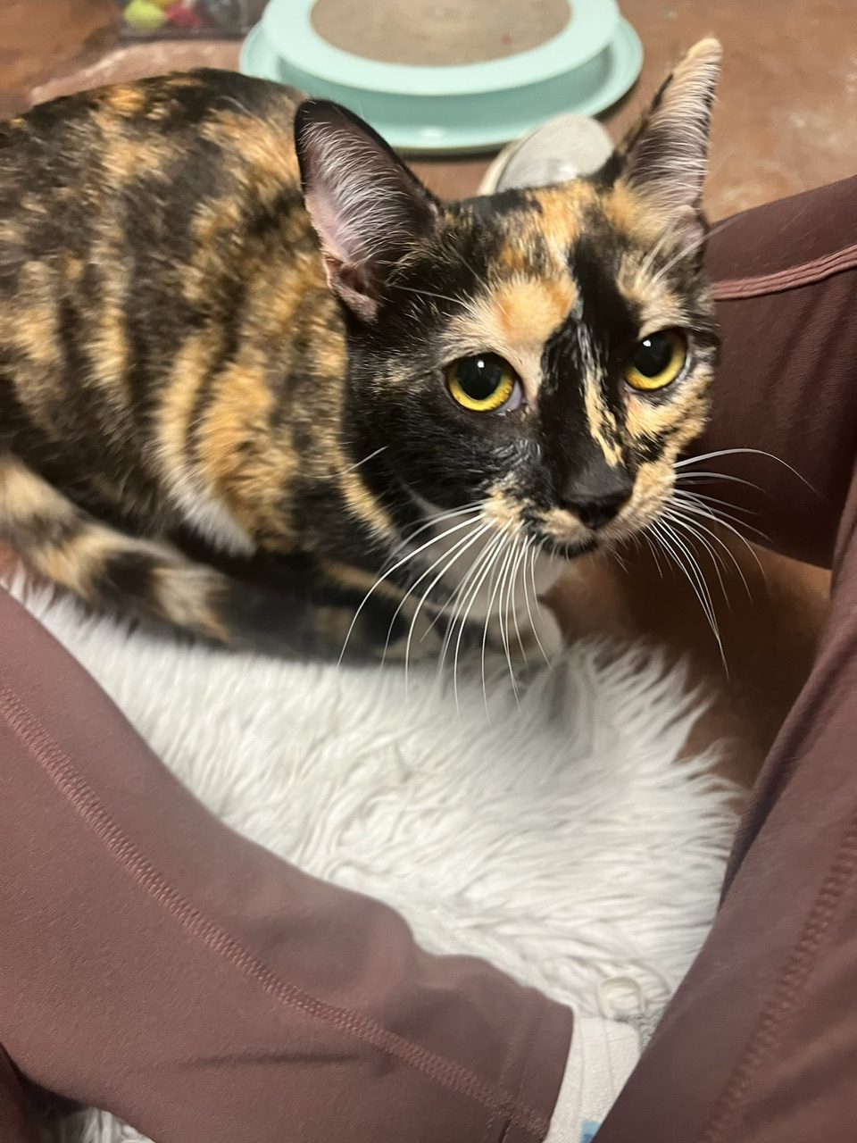 Sponsor a Cat – Cassie's Cats